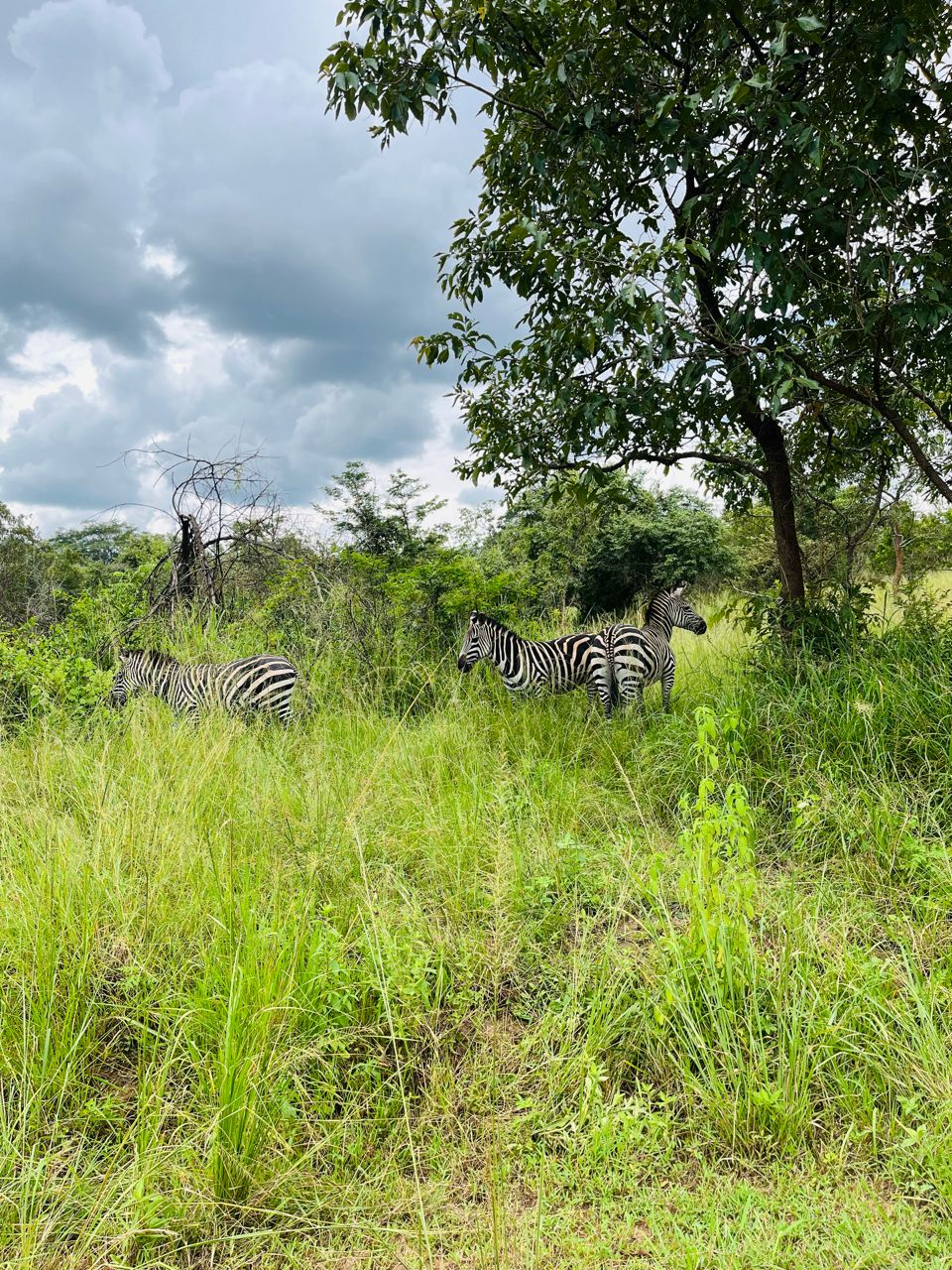 Visit Gorilla Rwanda +250788607405