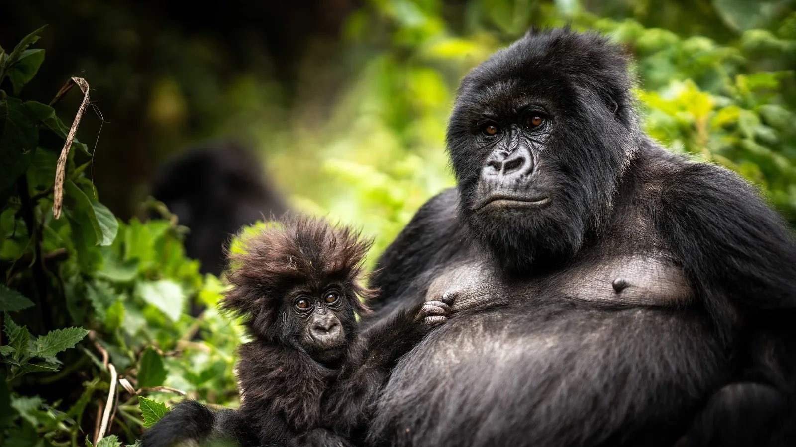 Visit Gorilla Rwanda (250) 788 613 968